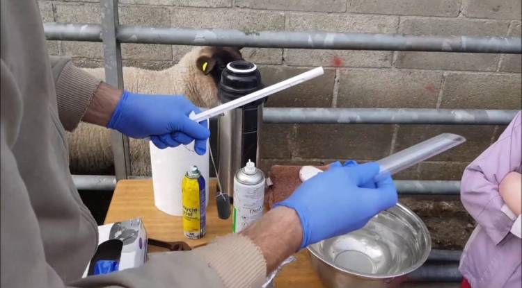 وزارة الزراعة : صادرات الأدوية البيطرية تضاعفت العام الماضي لتتجاوز 4.3 ...